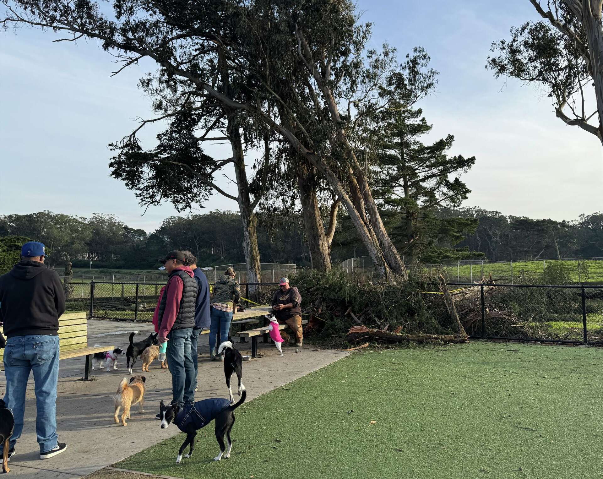 Storm toppled 98 trees across San Francisco parks