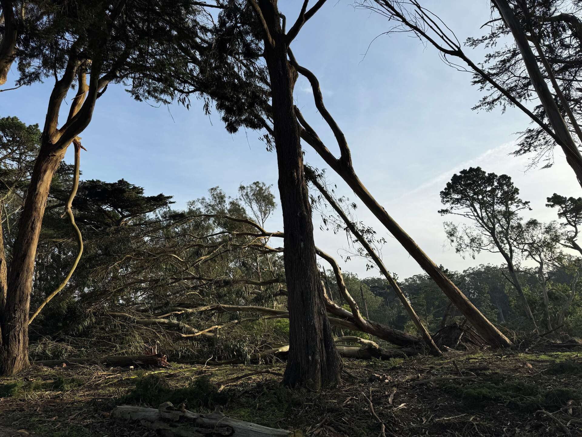 Storm toppled 98 trees across San Francisco parks