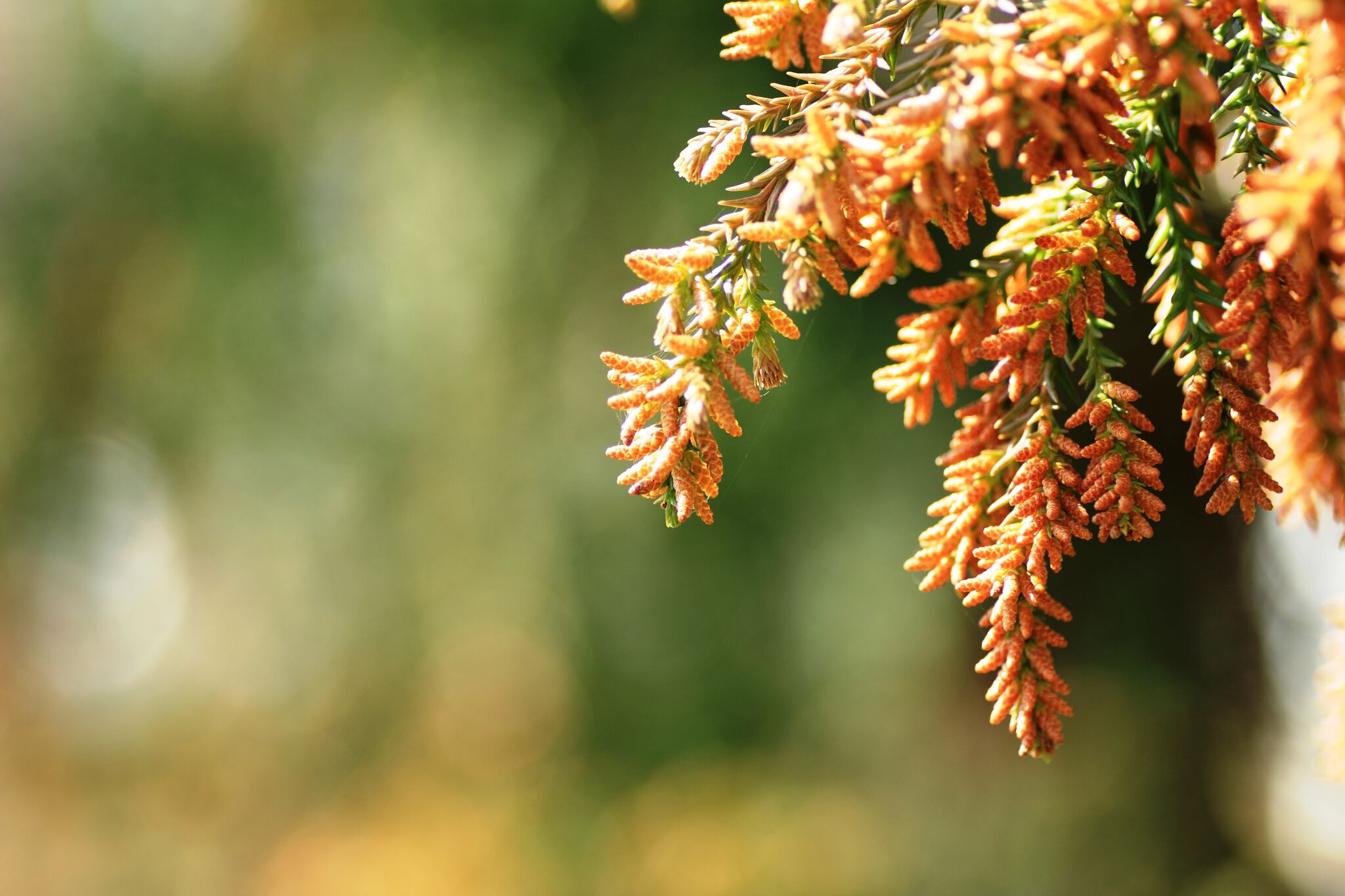 Cedar fever is back, Texas. Why does the pollen seem everywhere?