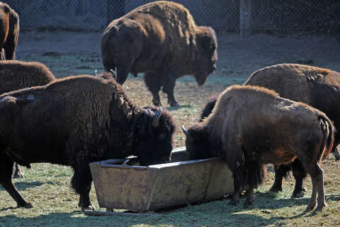 After a century, California's biggest invasive species is dying out