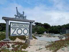 San Francisco Zoo slams animal welfare report from city commission