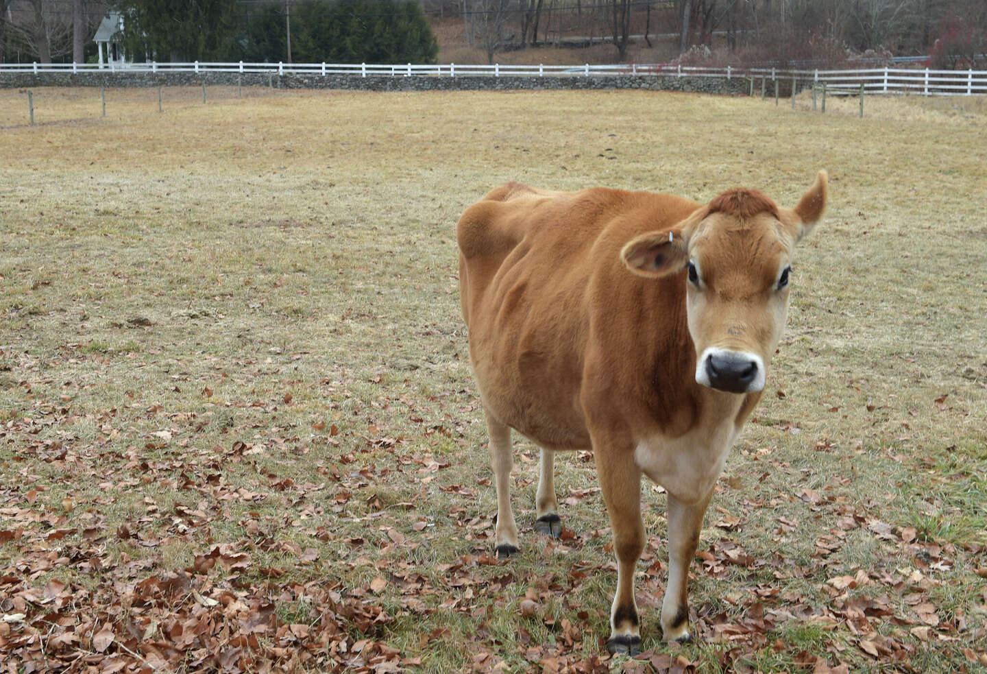 CT's Arethusa Farm wins again in U.S. Championship Cheese Contest