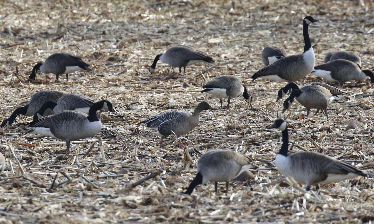 Rare goose from the Arctic is making Connecticut its home this winter