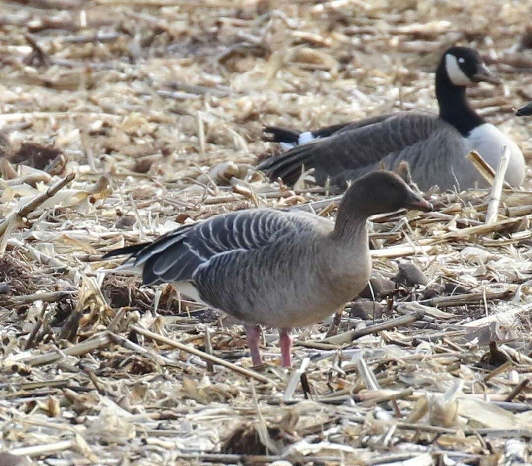 Rare goose from the Arctic is making Connecticut its home this winter