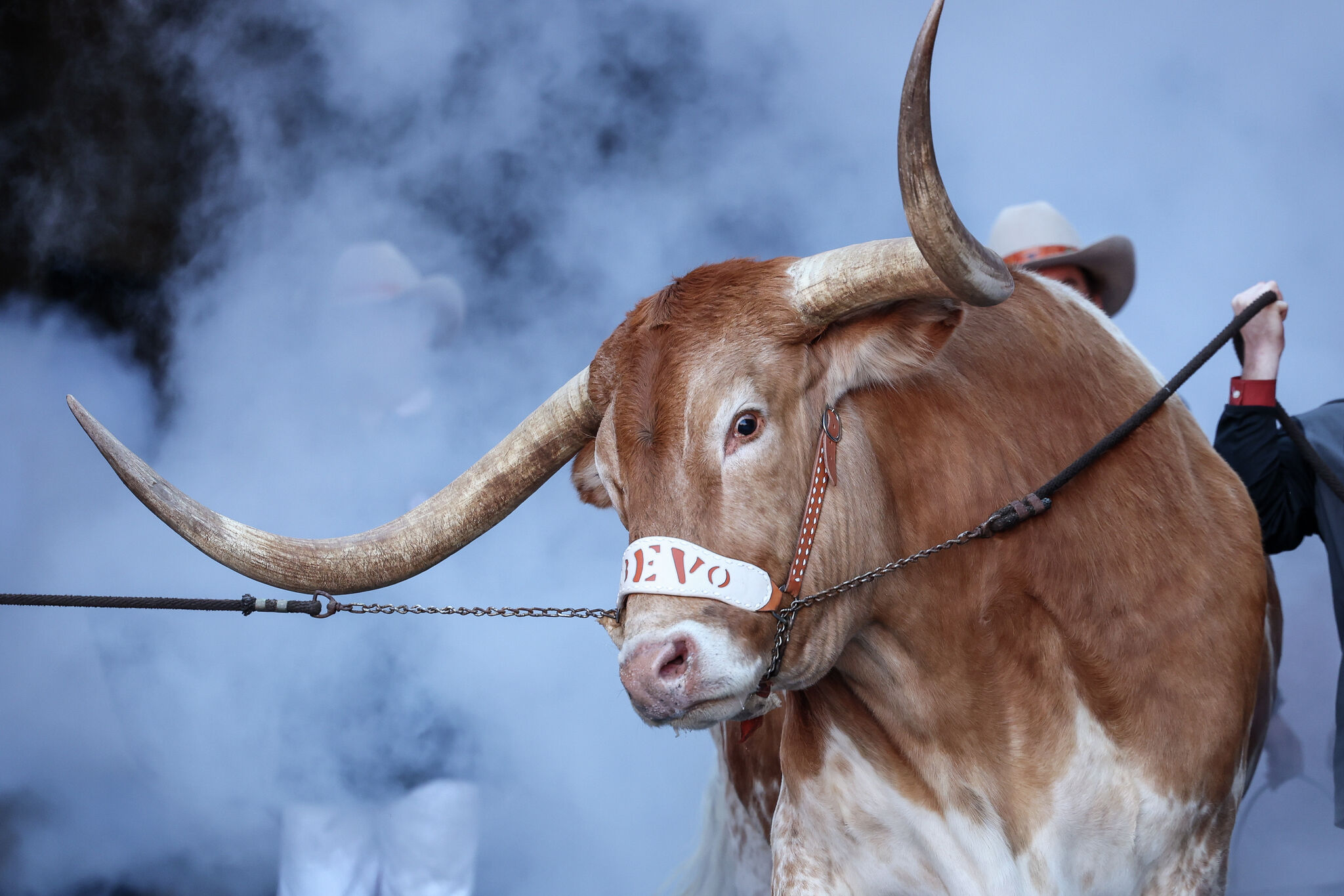 Bevo benched again: Longhorns' mascot forced to watch from home
