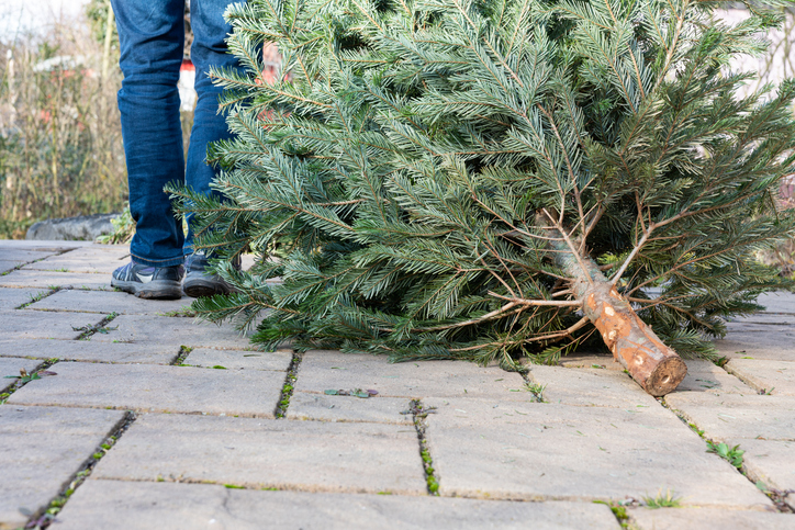 South Jacksonville Christmas tree pick-up service open