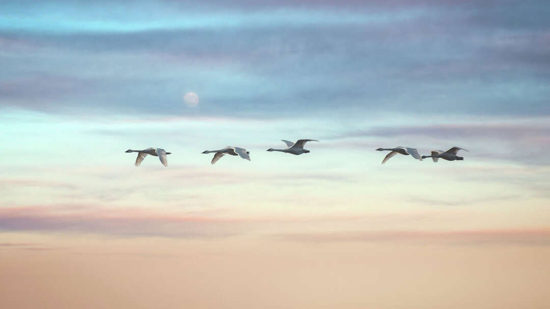 Horoscope for Thursday, 1/2/24 by Georgia Nicols