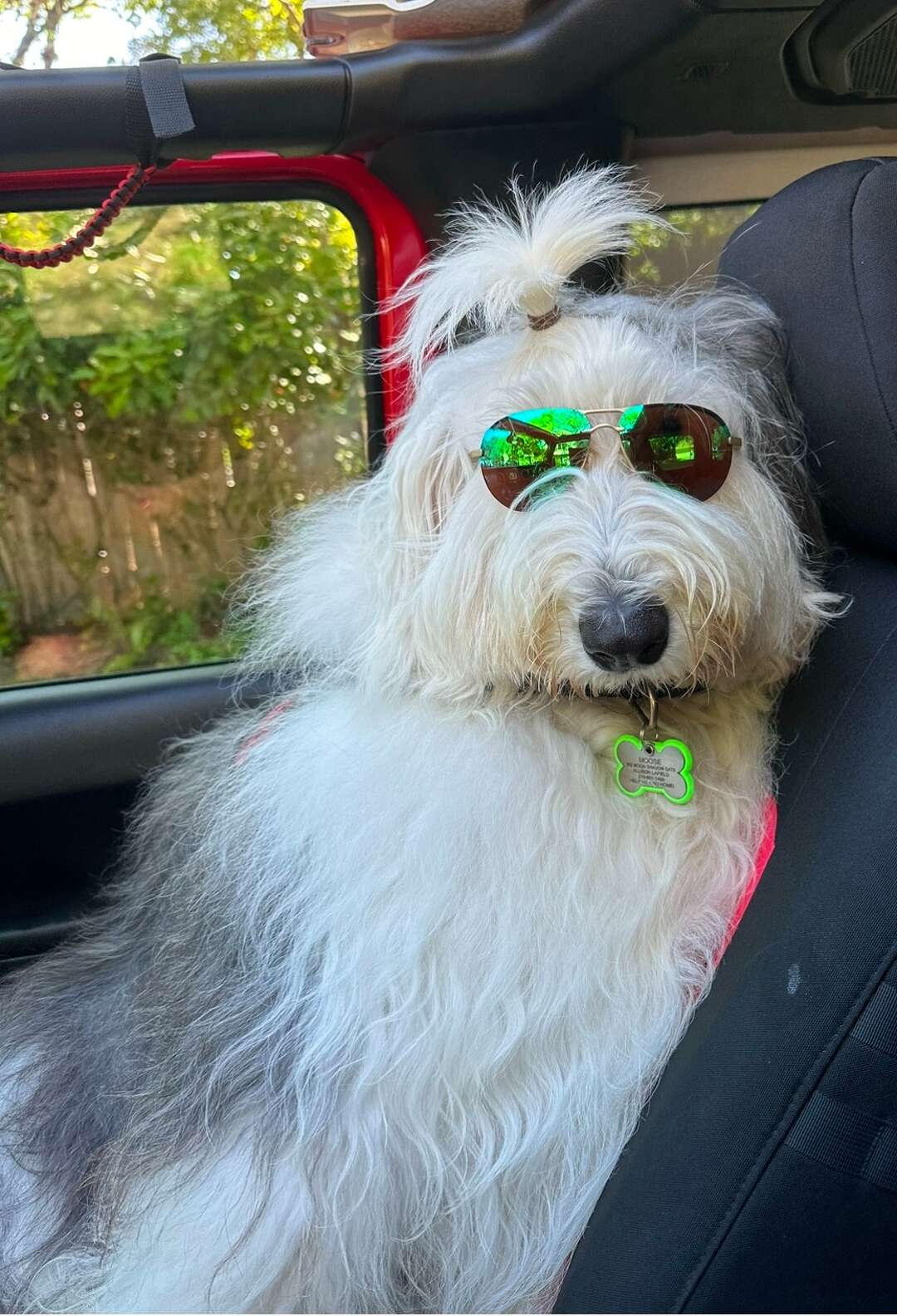 Two San Antonio dogs honored by American Kennel Club