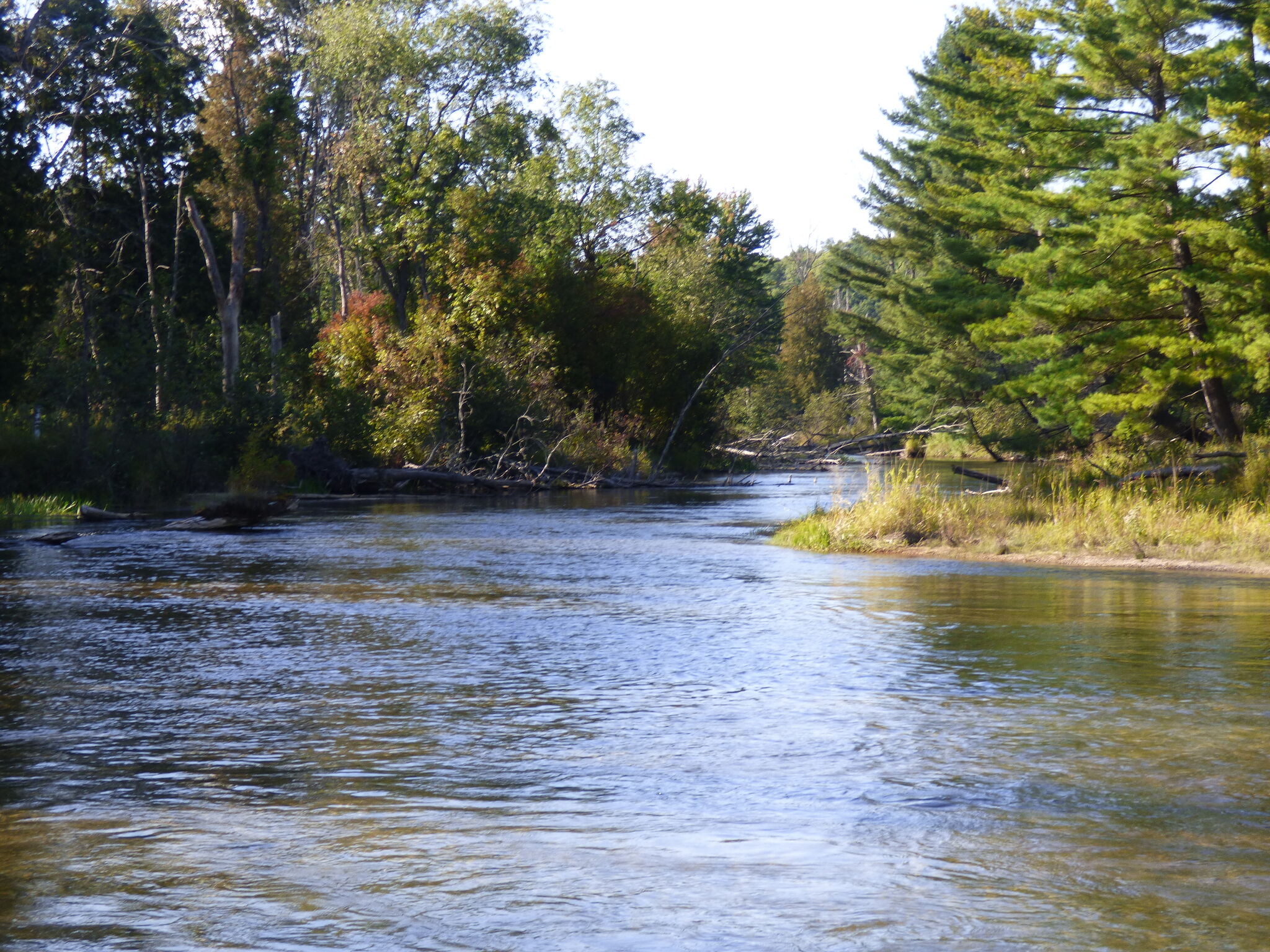 Manistee River's salmon run so strong it gave eggs for whole state