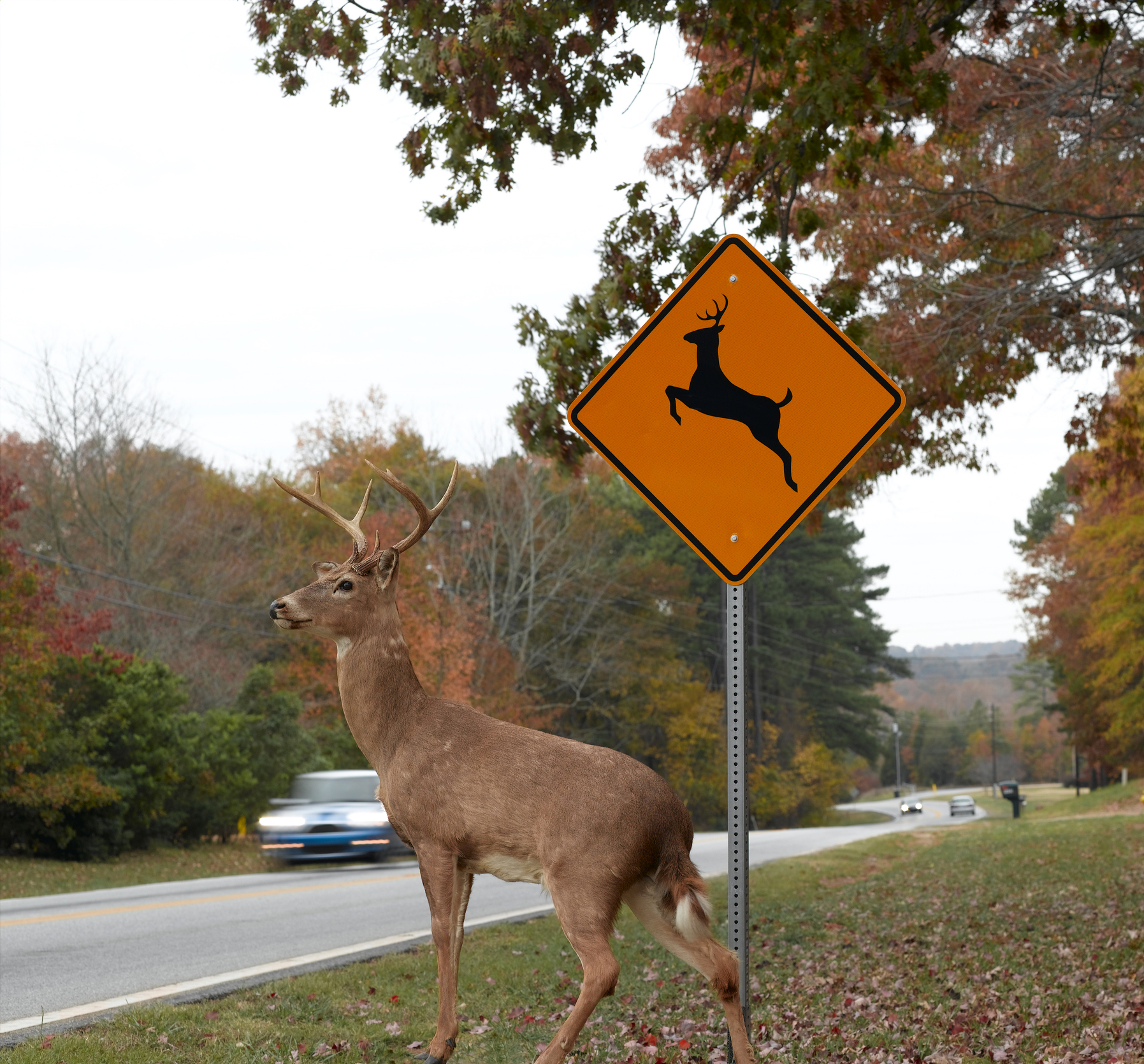 Michigan transportation department granted $467K for wildlife study
