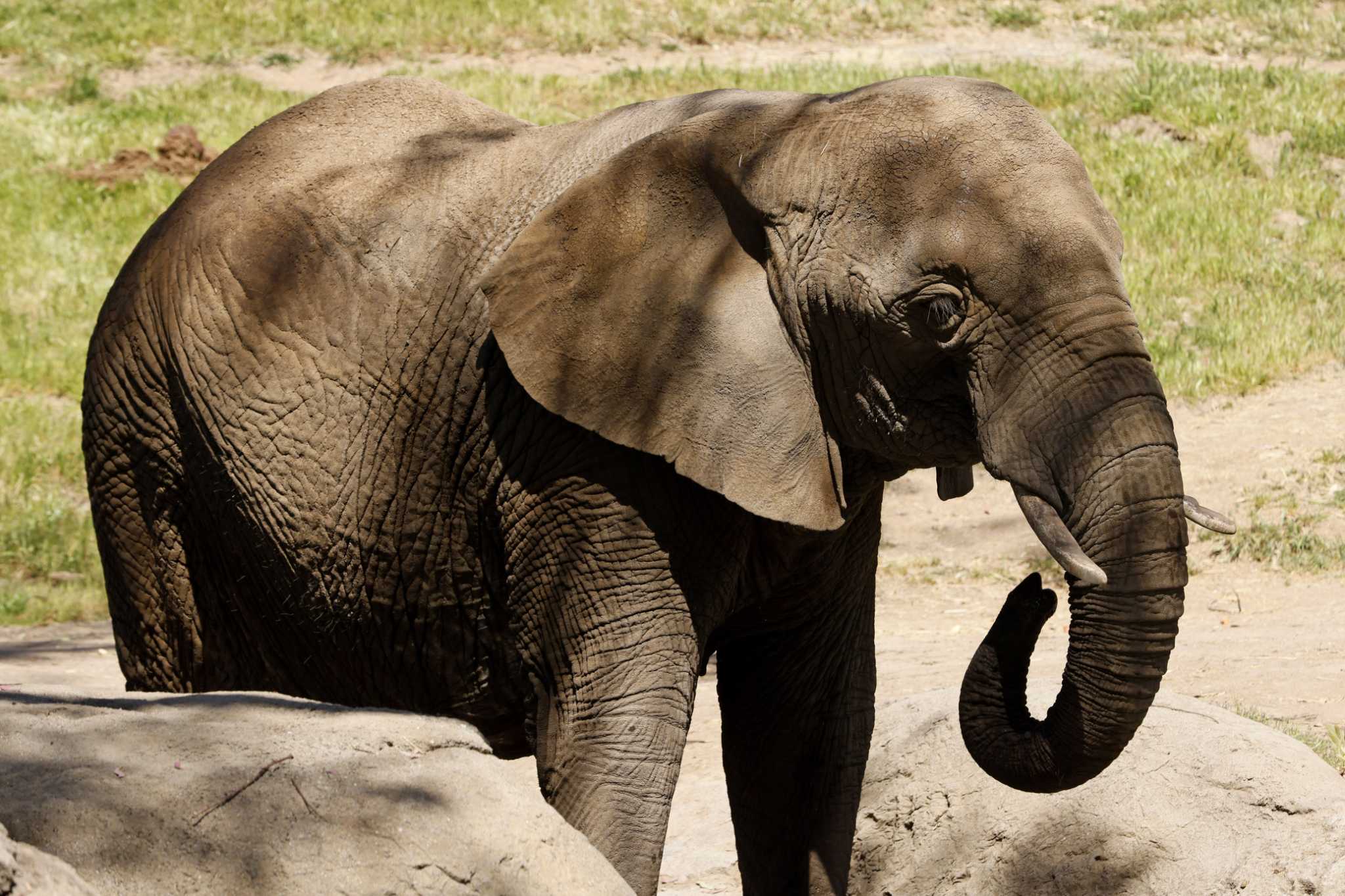 Donna, beloved elephant who spent decades at Oakland Zoo, has died