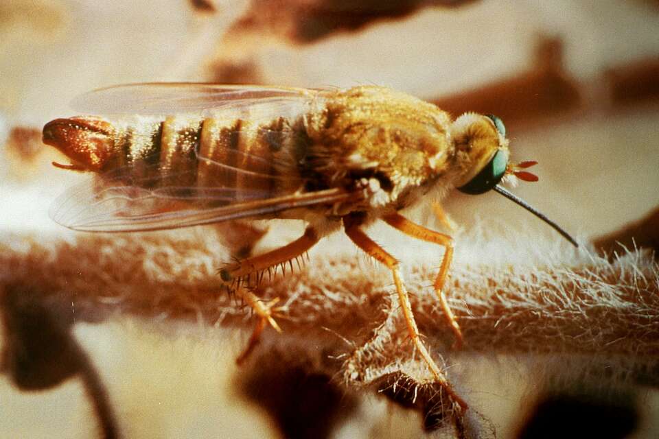 U.S. limiting imports after New World Screwworm found in Mexico