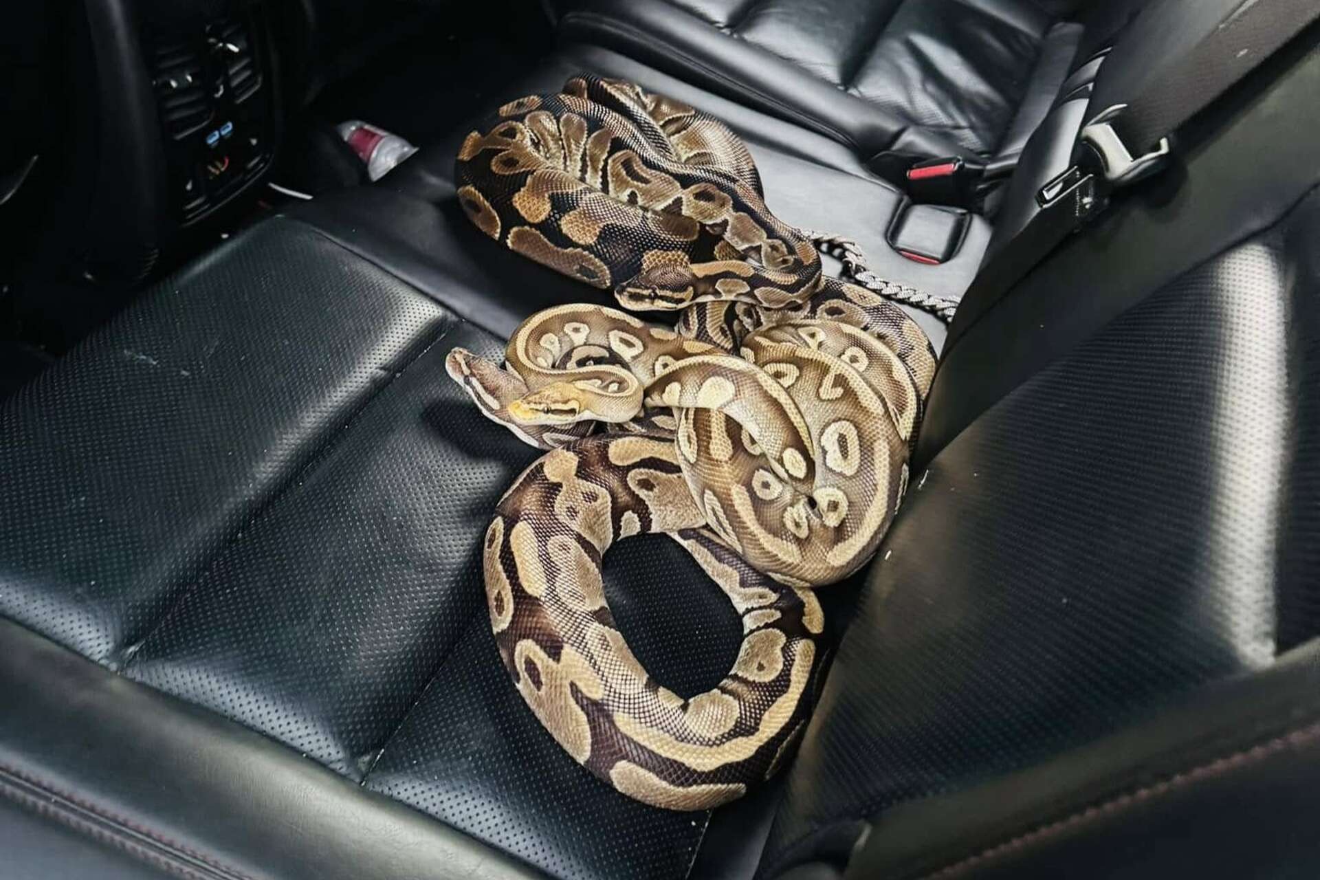Multiple pythons found in strange Houston-area traffic arrest