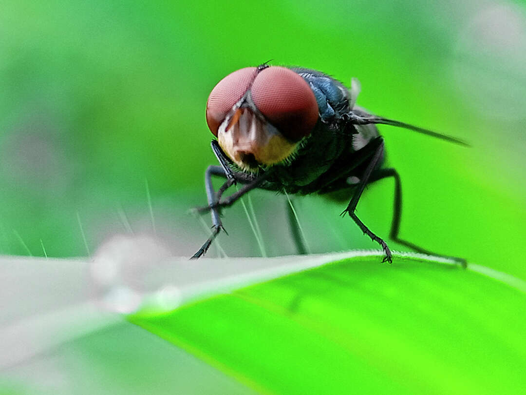 Parasitic Mexican fly poses 'devastating threat' to Texas cattle