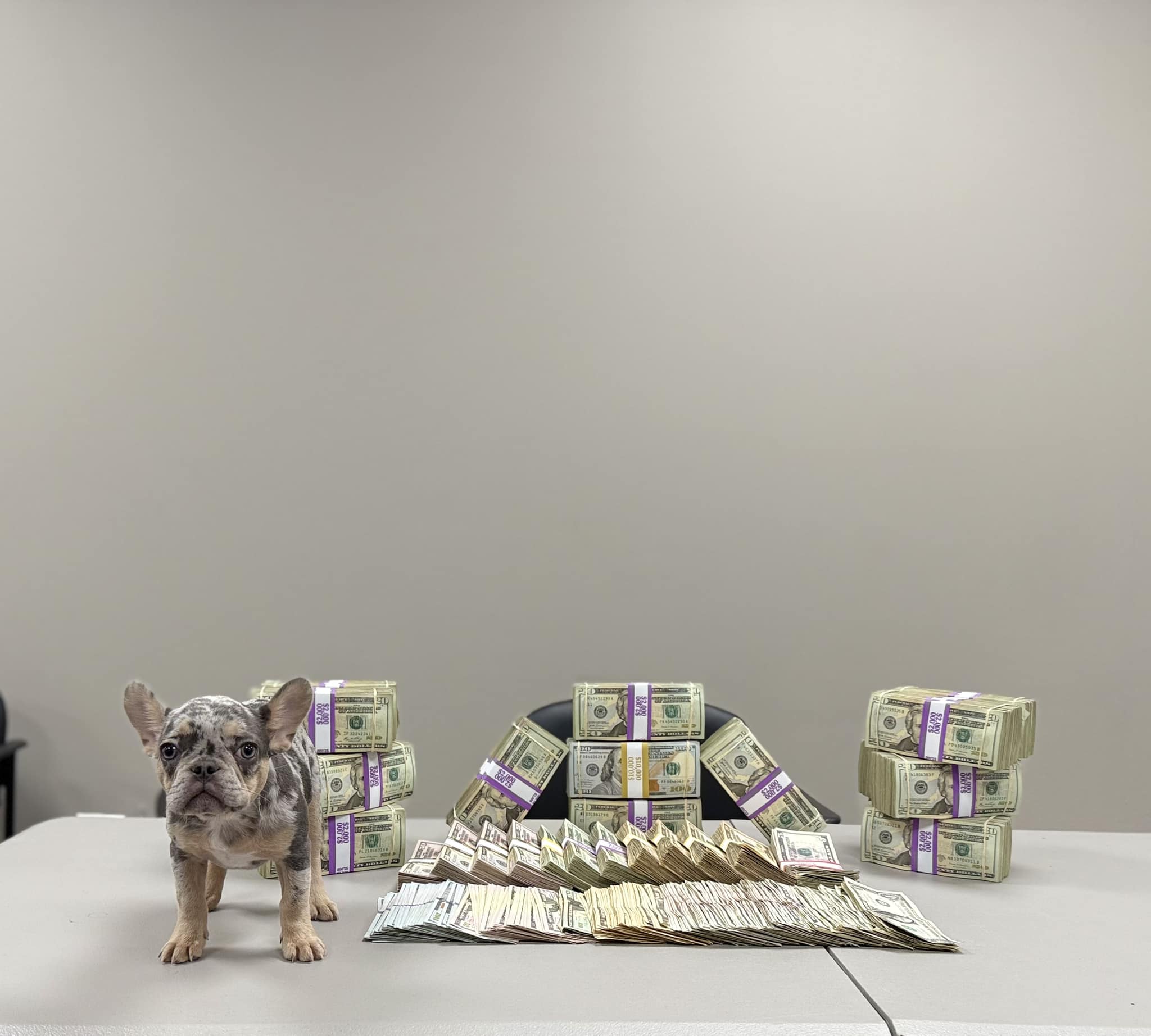South Texas agents find over $250K, cute bulldog during traffic stop