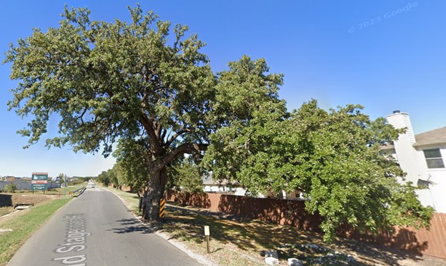 400-year-old Texas tree 'Jolene' to be removed in Kyle