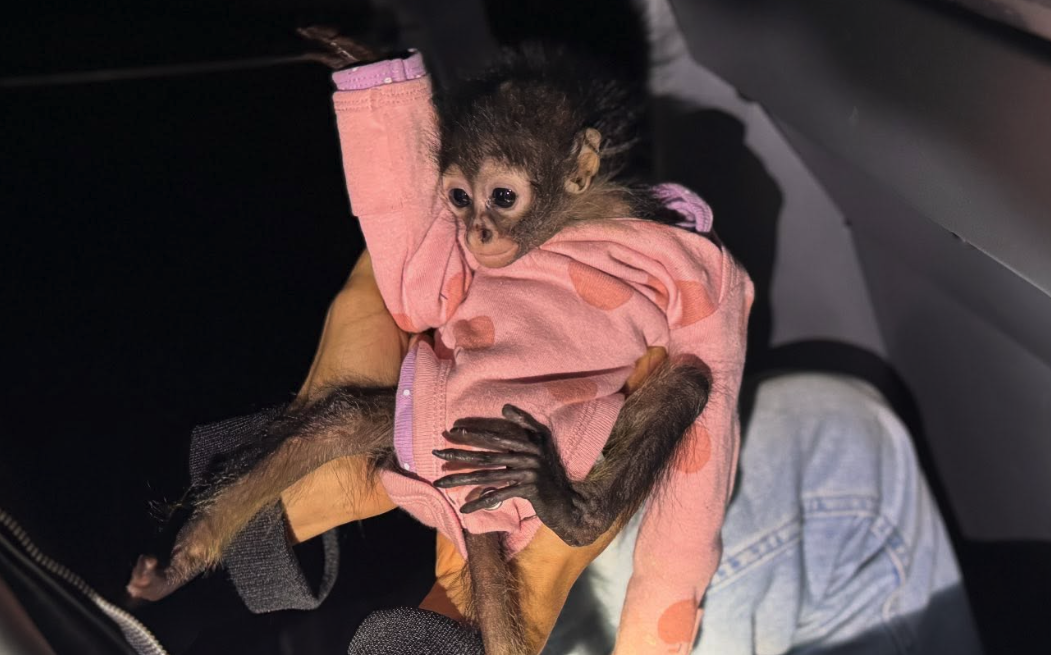 Officer pulls over speeding Rolls, finds baby monkey clenching driver