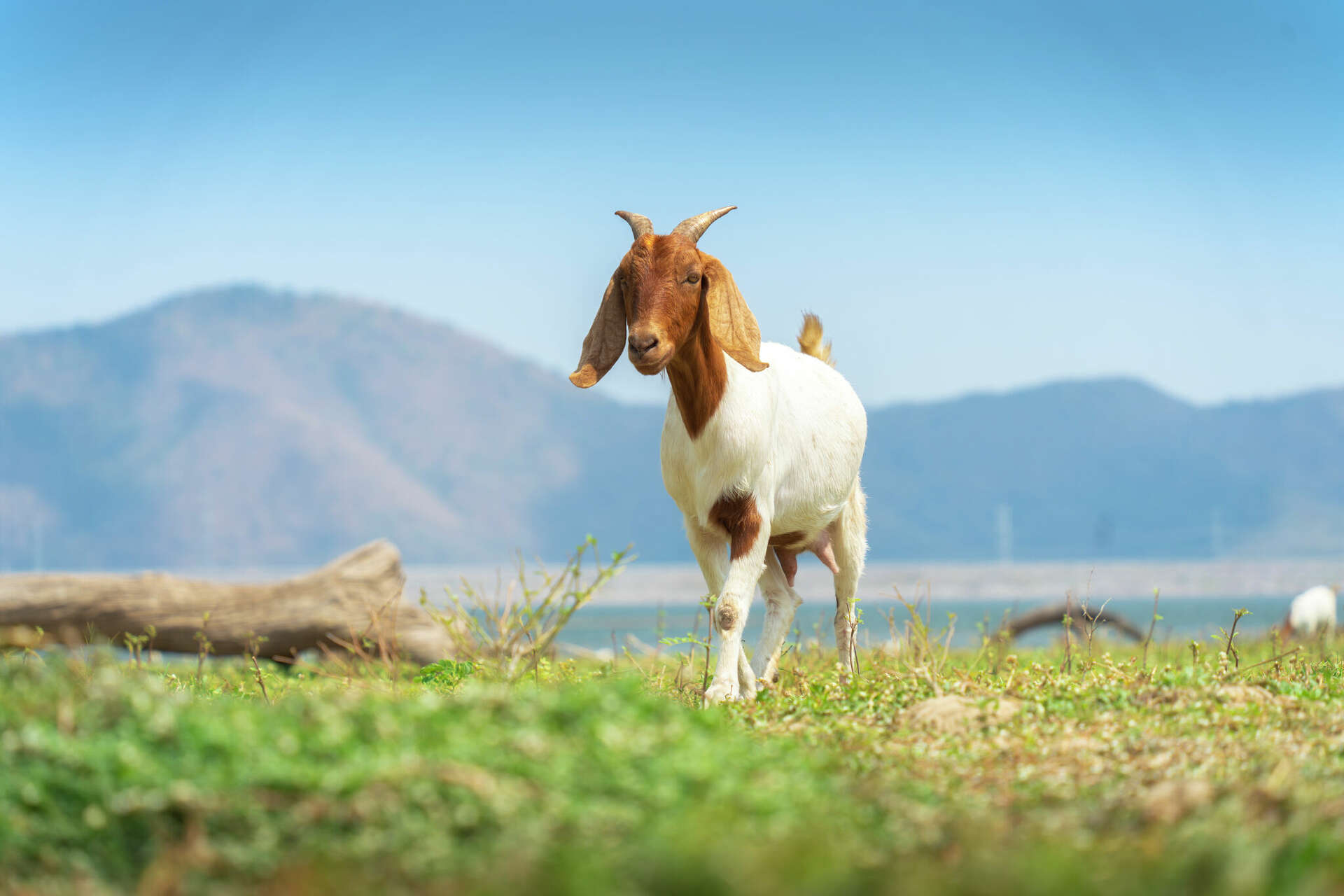 Texas FFA program decries goat poisoning after teen arrested