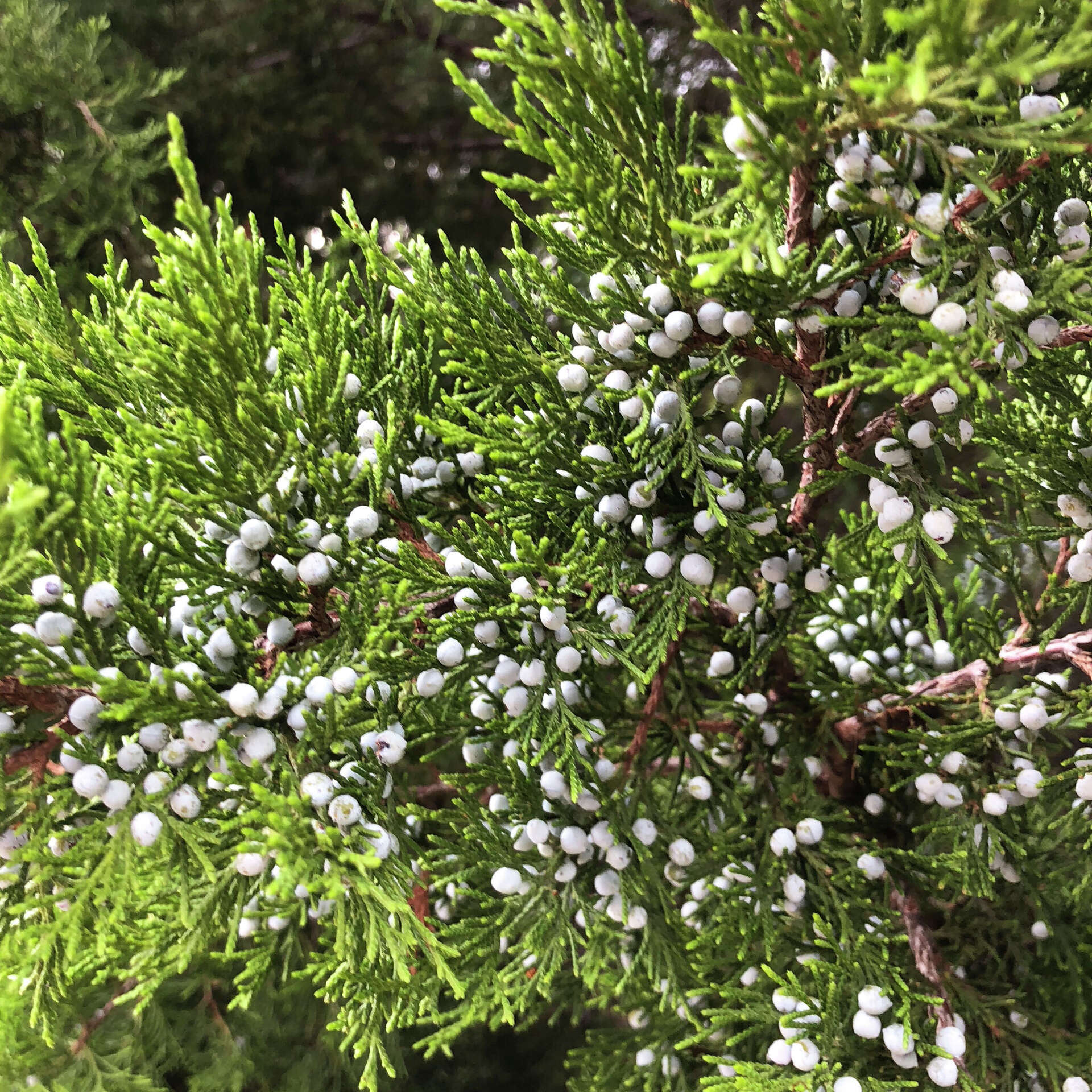 Texas Eastern red cedar trees loaded with pollen