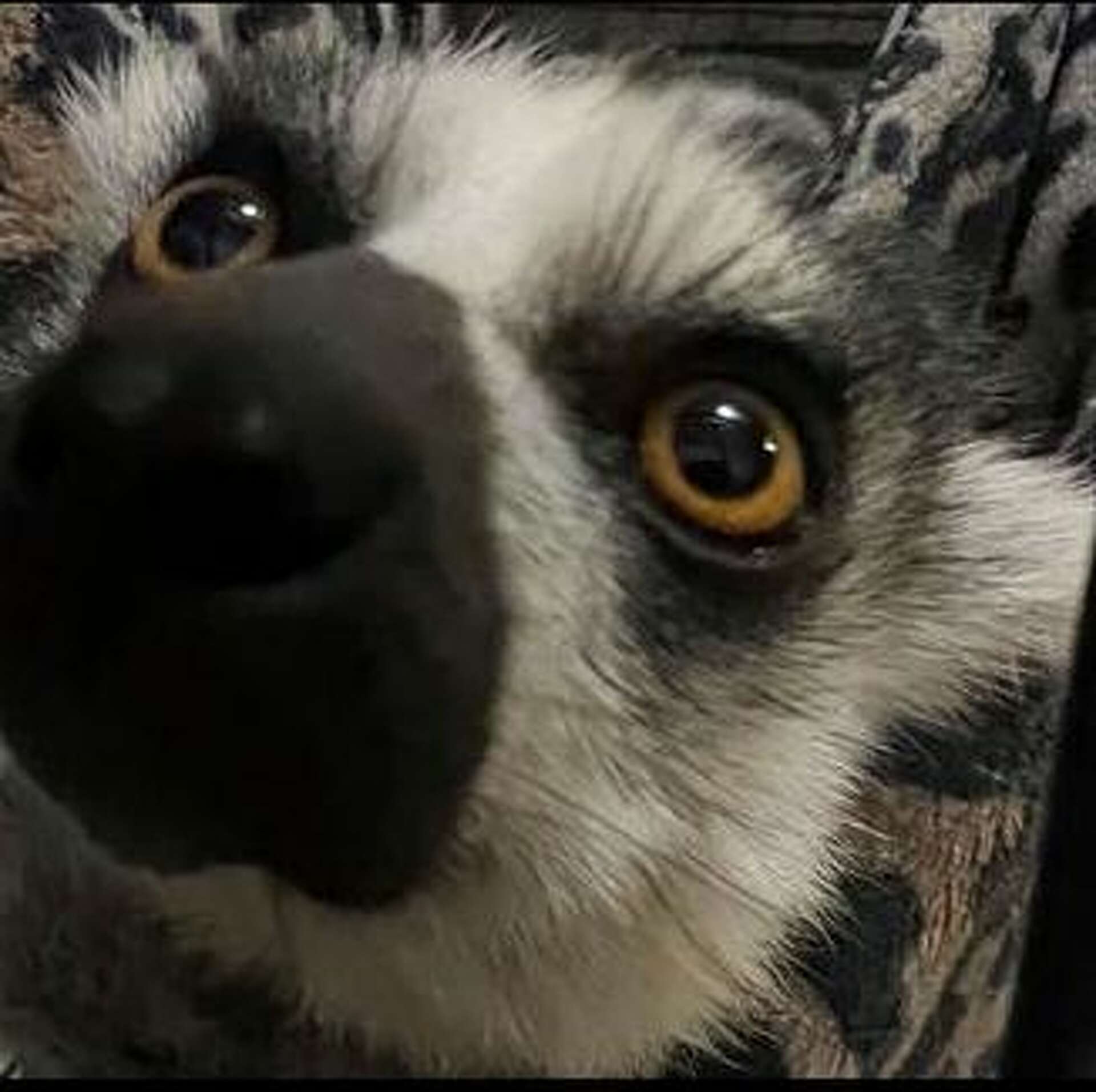 Pet lemur trade in Texas threatens endangered species