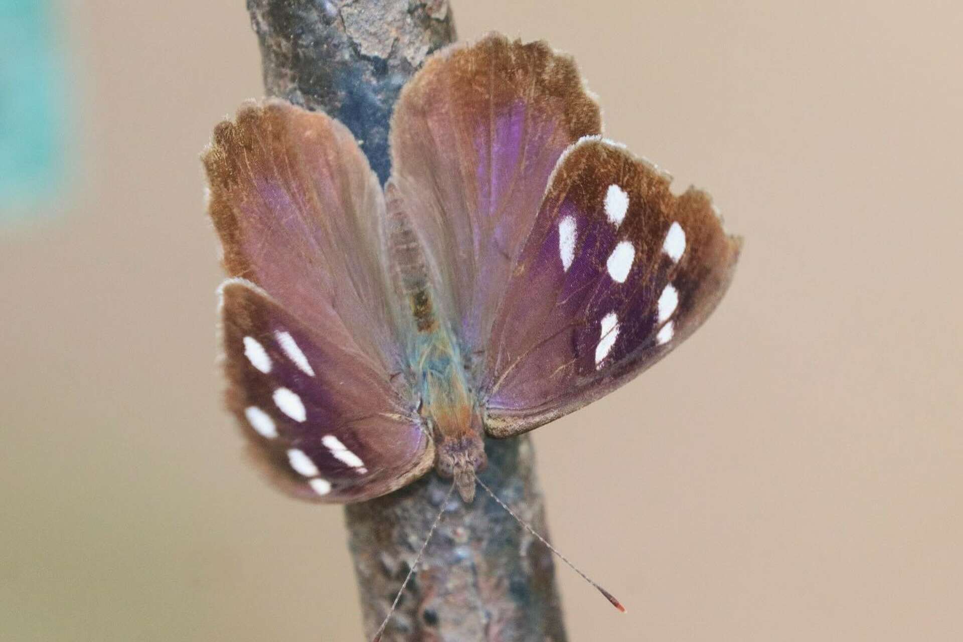rare purple butterfly species