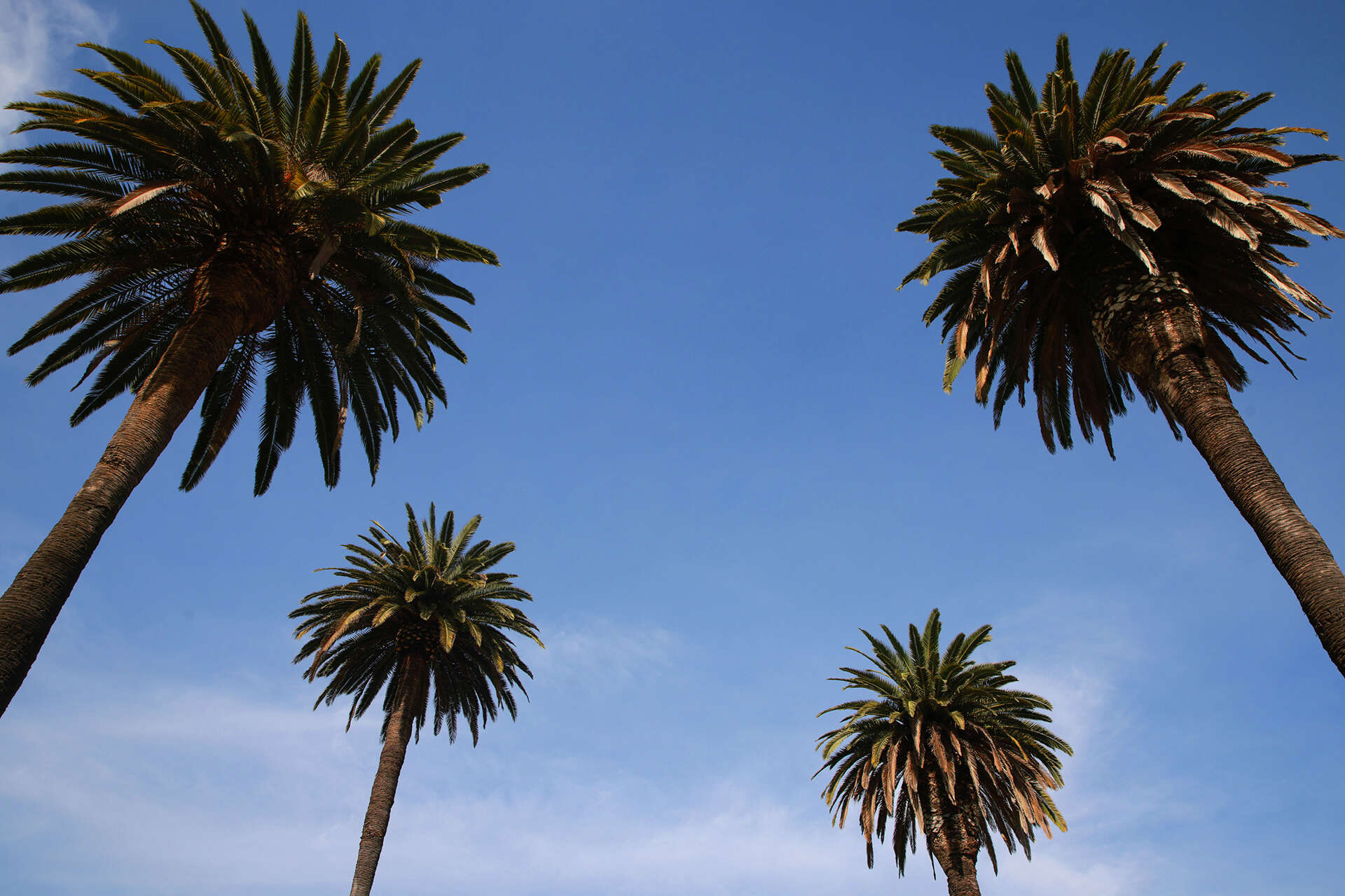 California has a palm tree problem