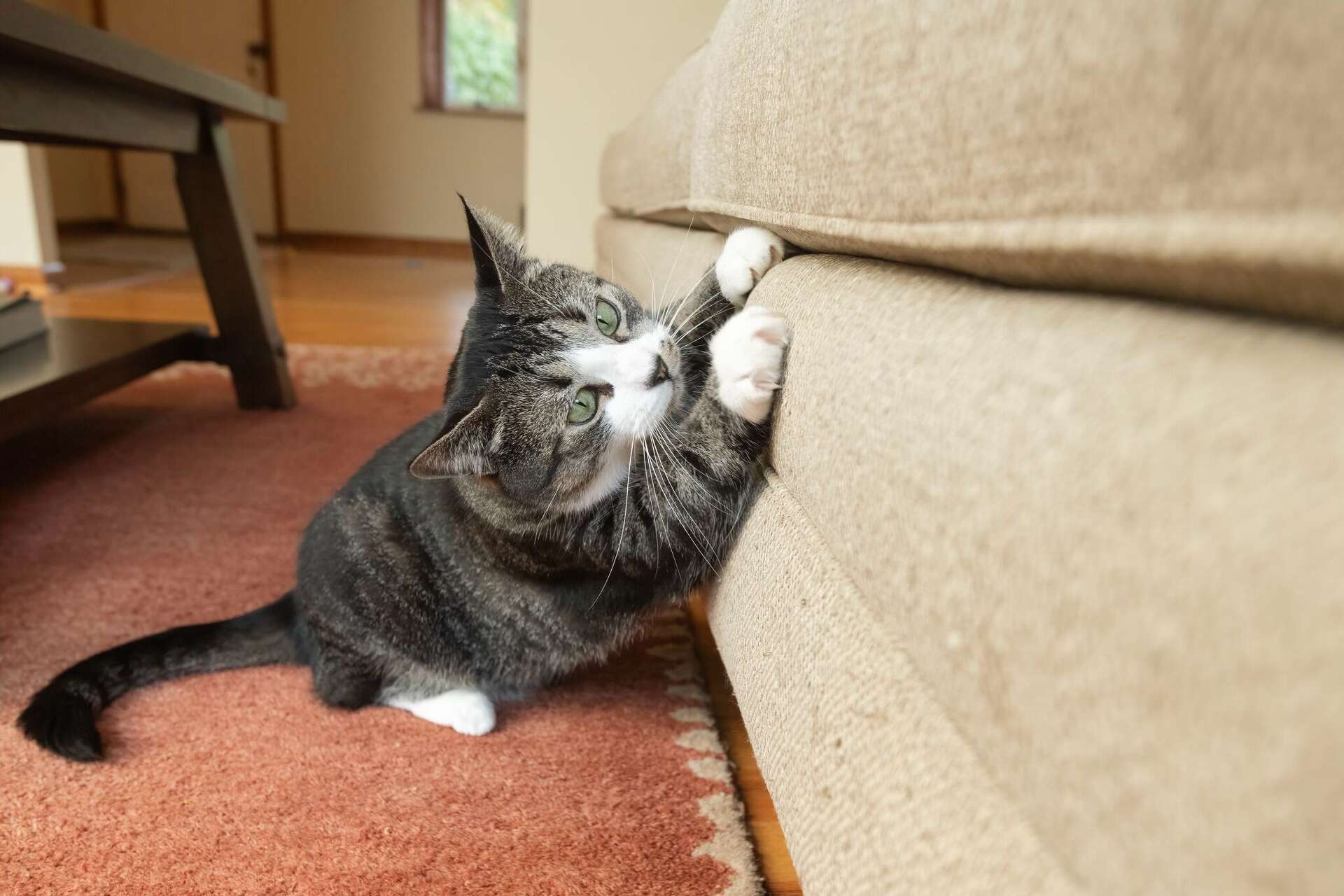 Tips to keep cats from scratching furniture