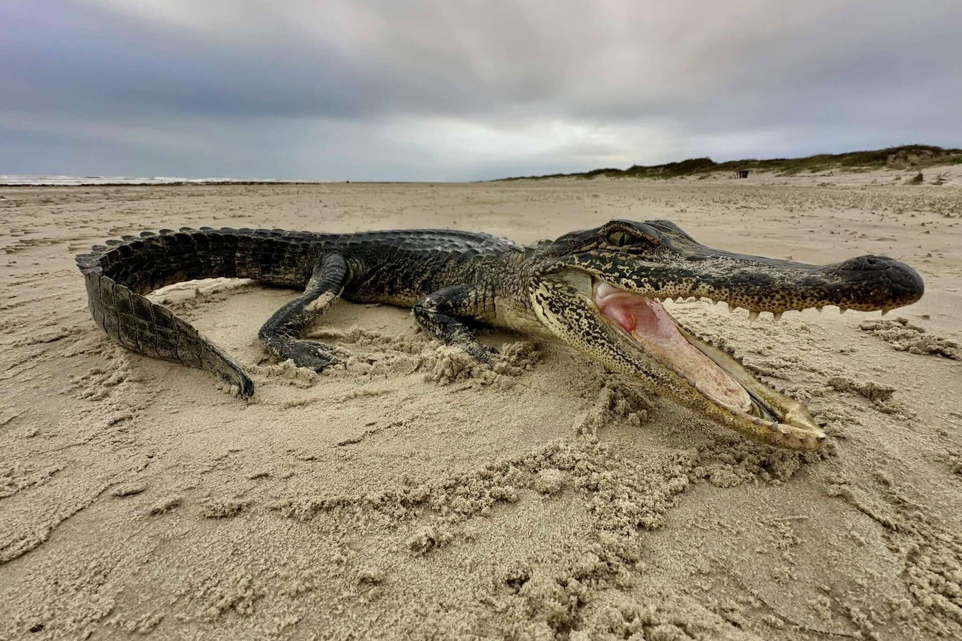 Rare day at the beach interrupted for little Texas alligator