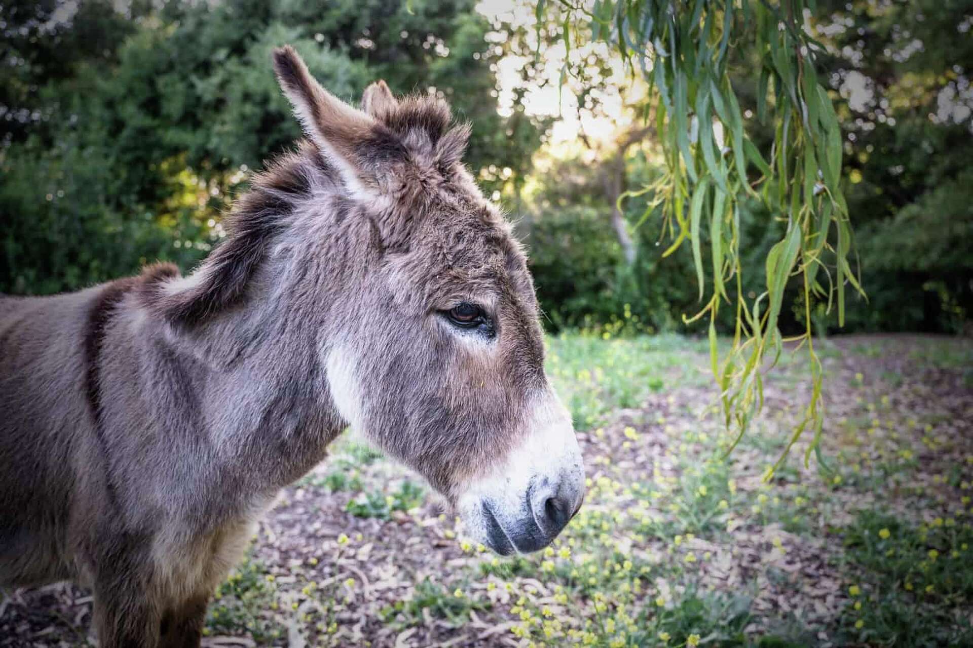 Perry, donkey who inspired ‘Shrek’ character, dies at 30
