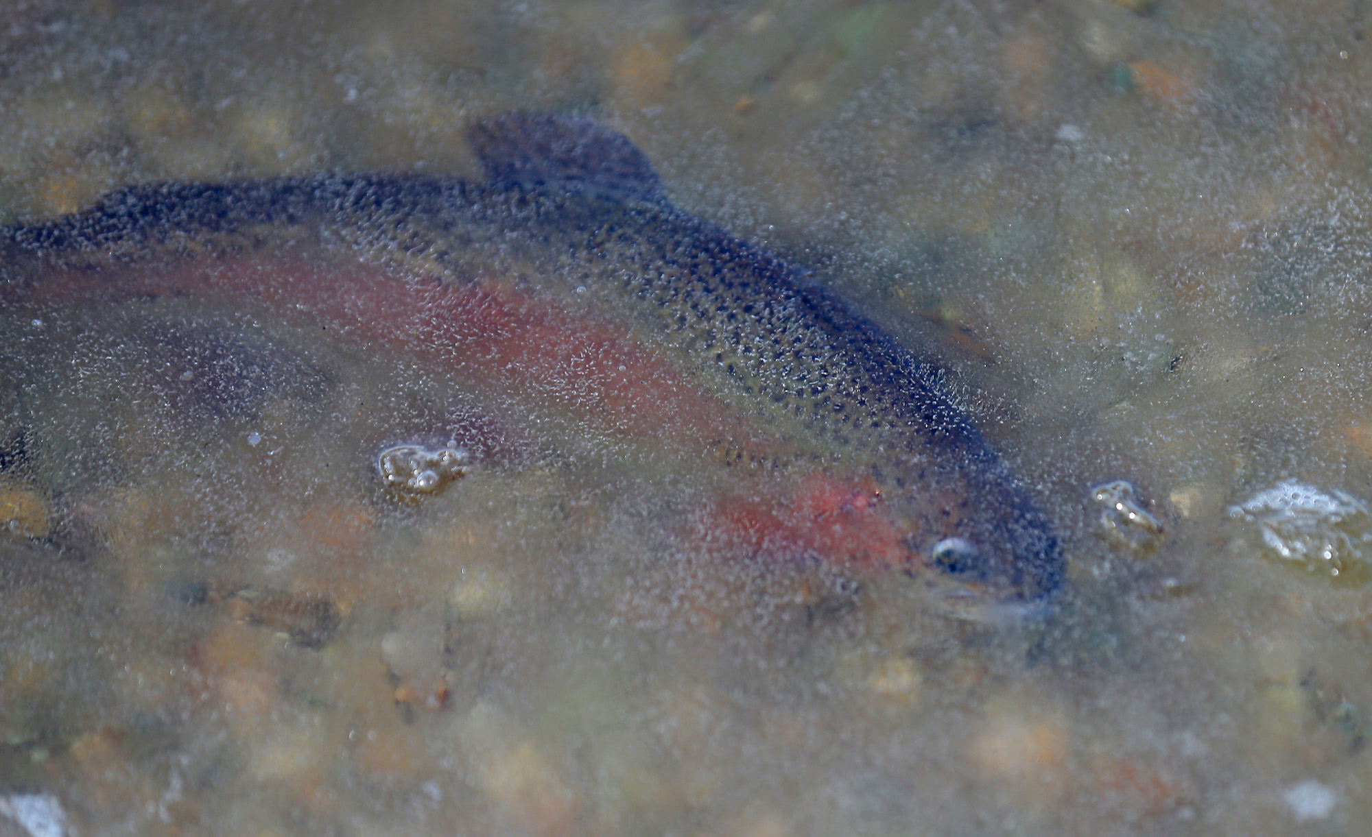 How aquatic frogs, fish and turtles survive Michigan winters