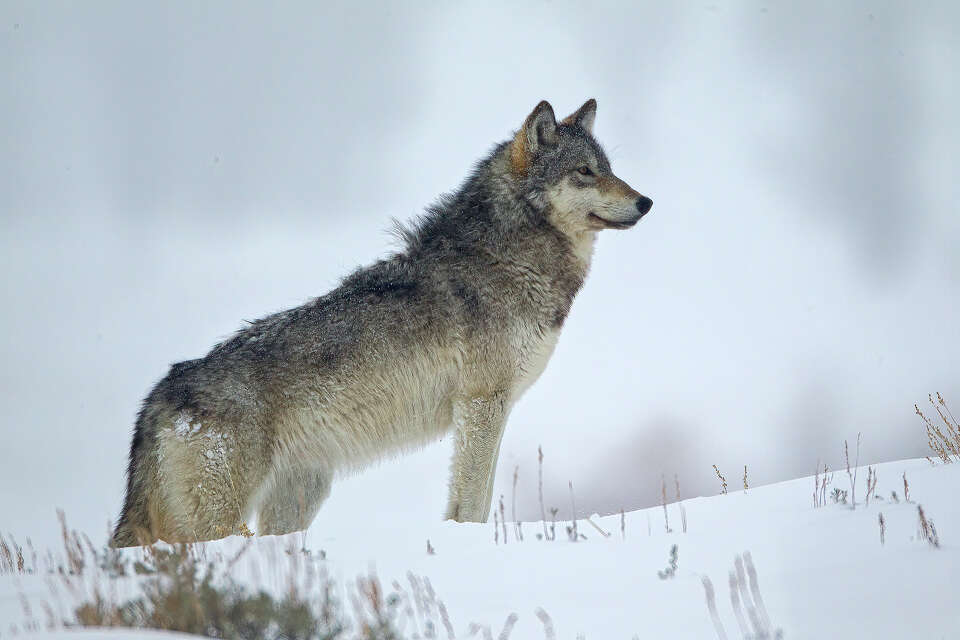 Yellowstone National Park's one-eyed 'Queen of the Wolves' is dead