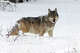 Yellowstone National Park's one-eyed 'Queen of the Wolves' is dead