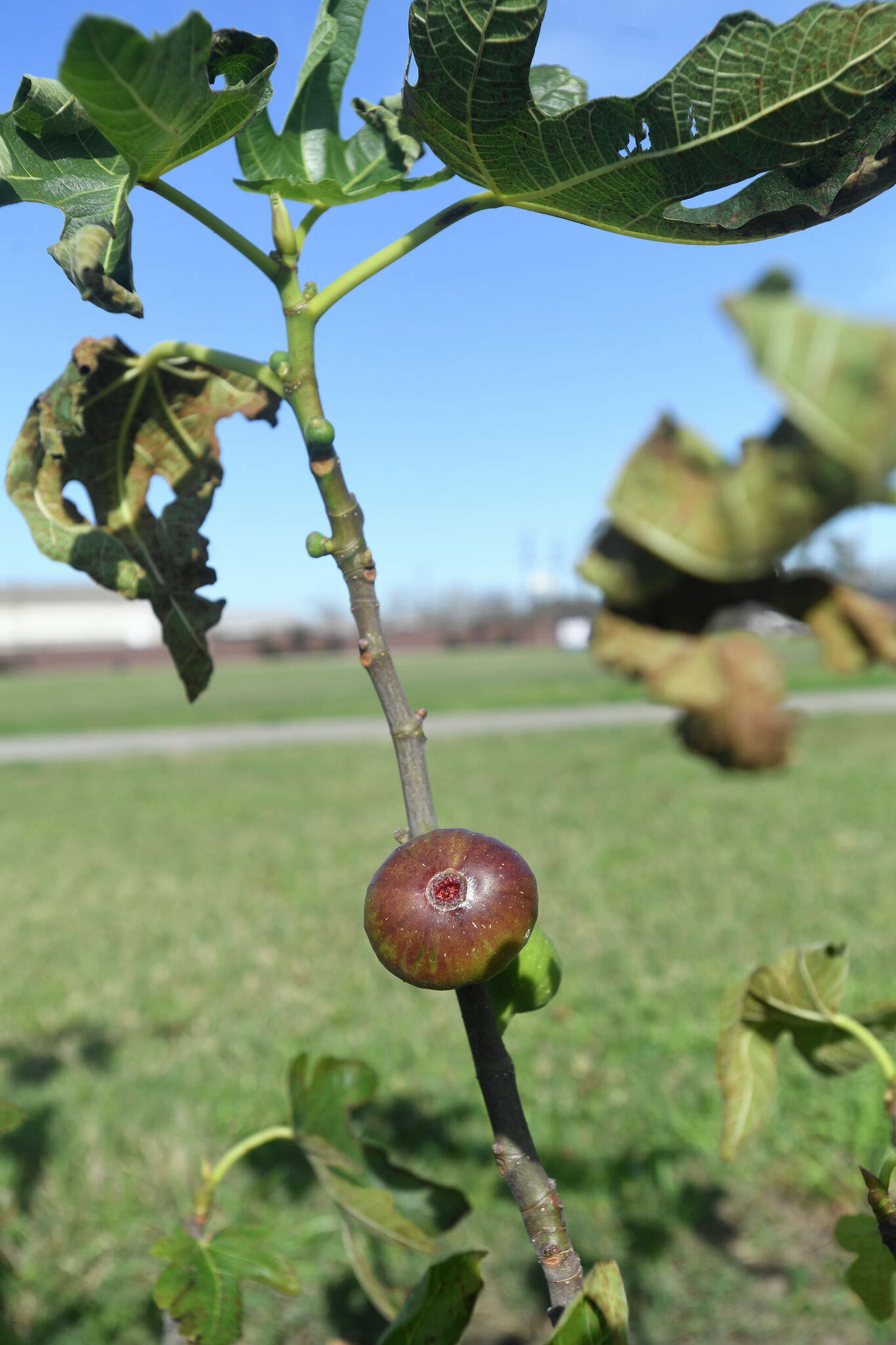 Types Of Figs In Texas