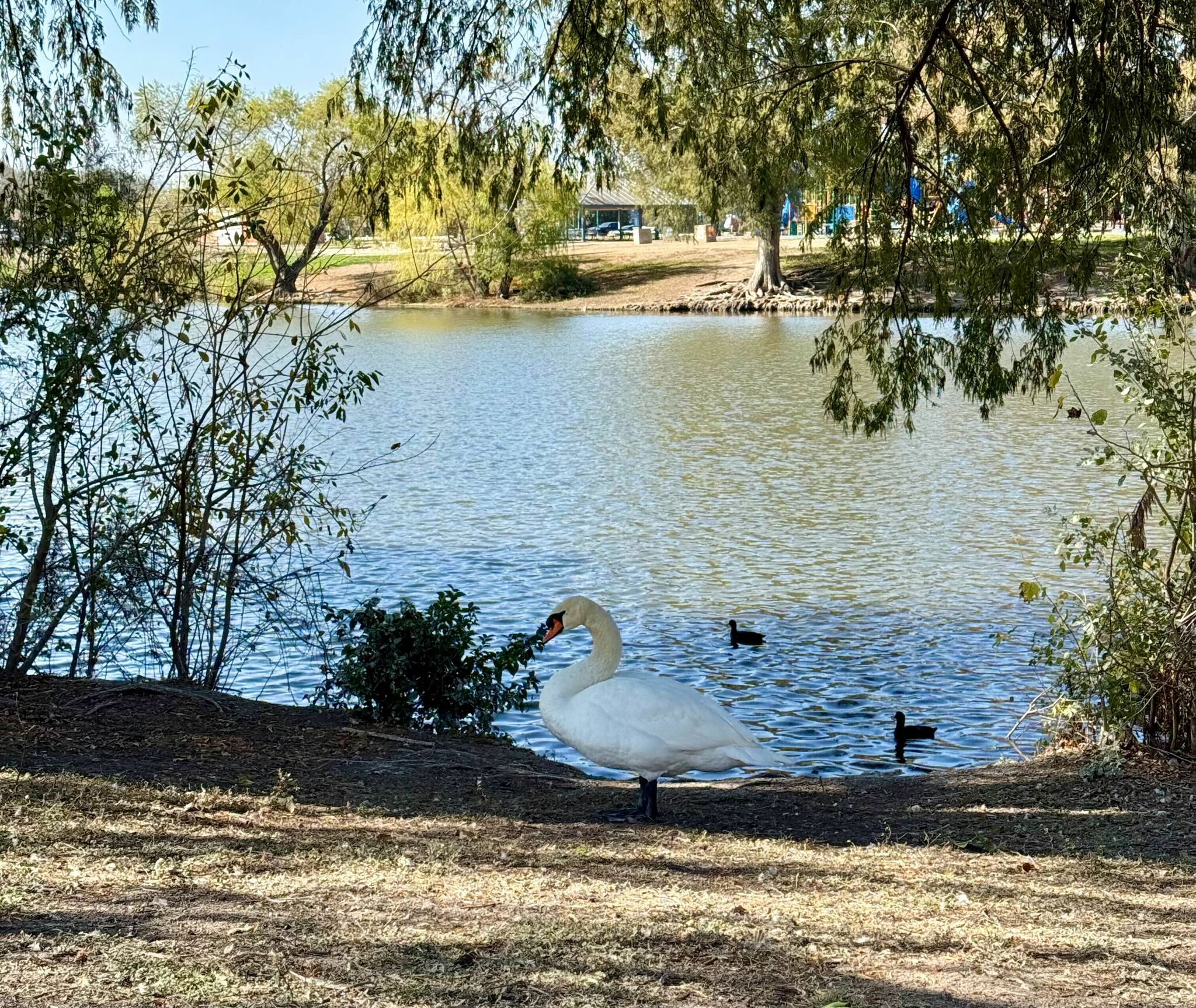 Rare sighting of mute swan spotted at San Antonio park