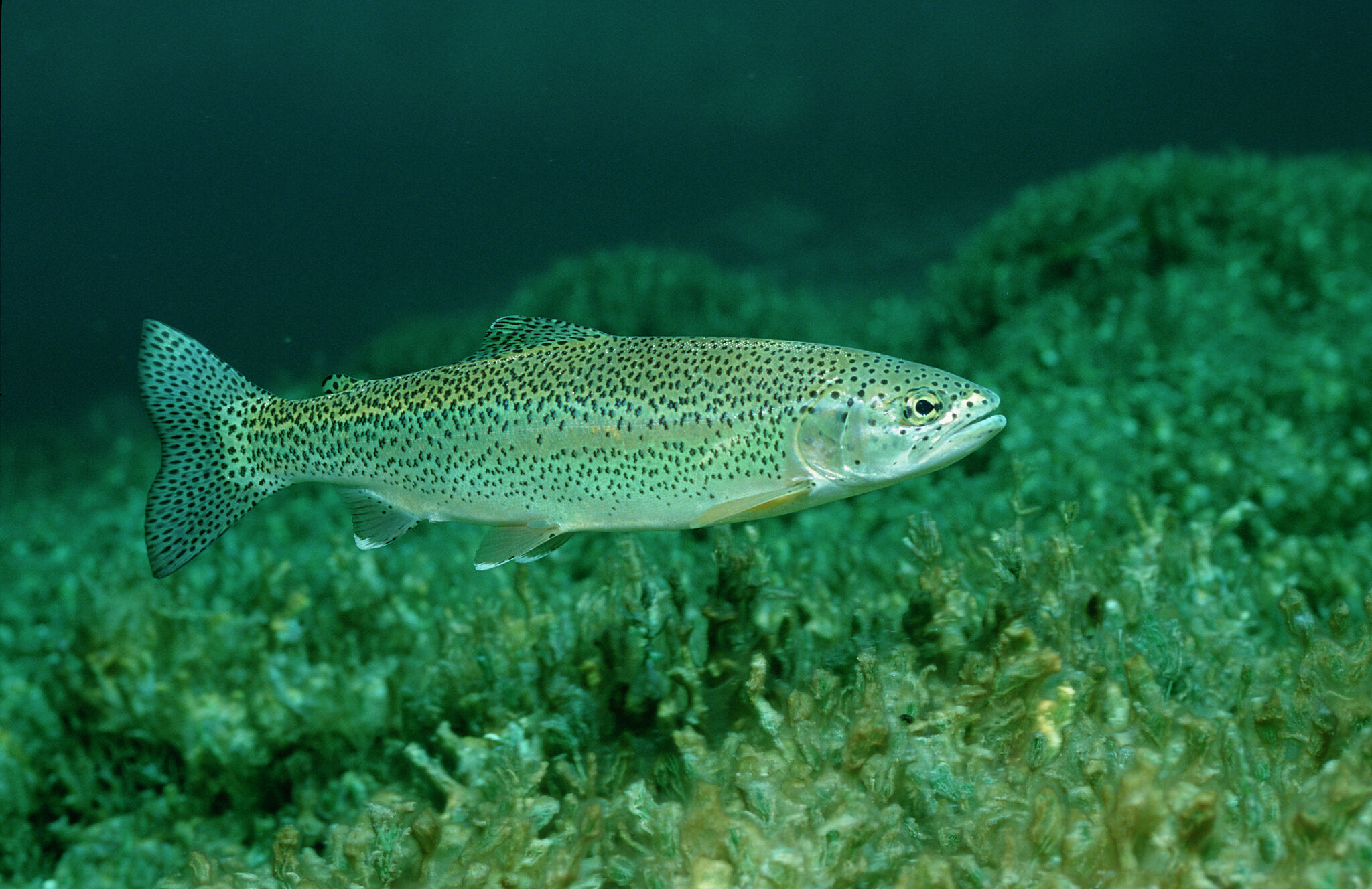 Michigan DNR says over 9 million fish were stocked in Michigan in 2024