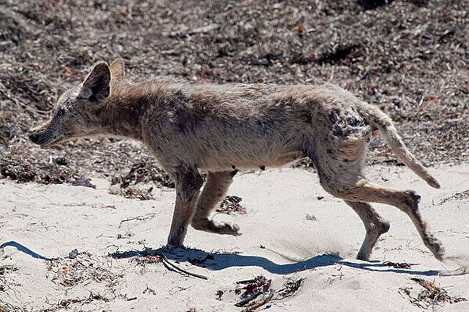 sick coyote