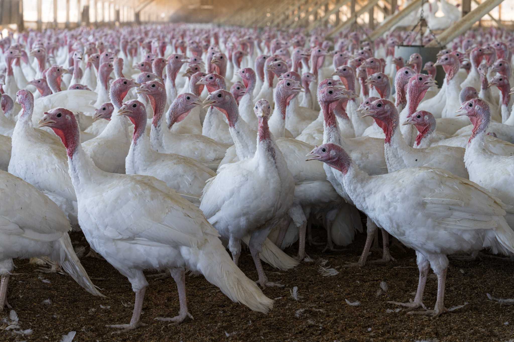 San Francisco reports its first case of bird flu in a human
