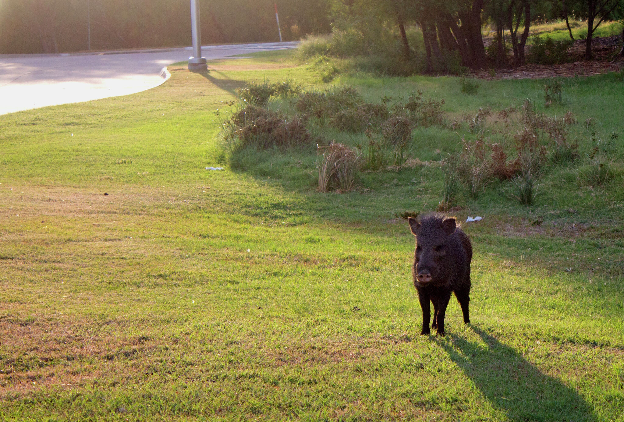 How Laredo homeowners can stop feral hogs from destroying their yards