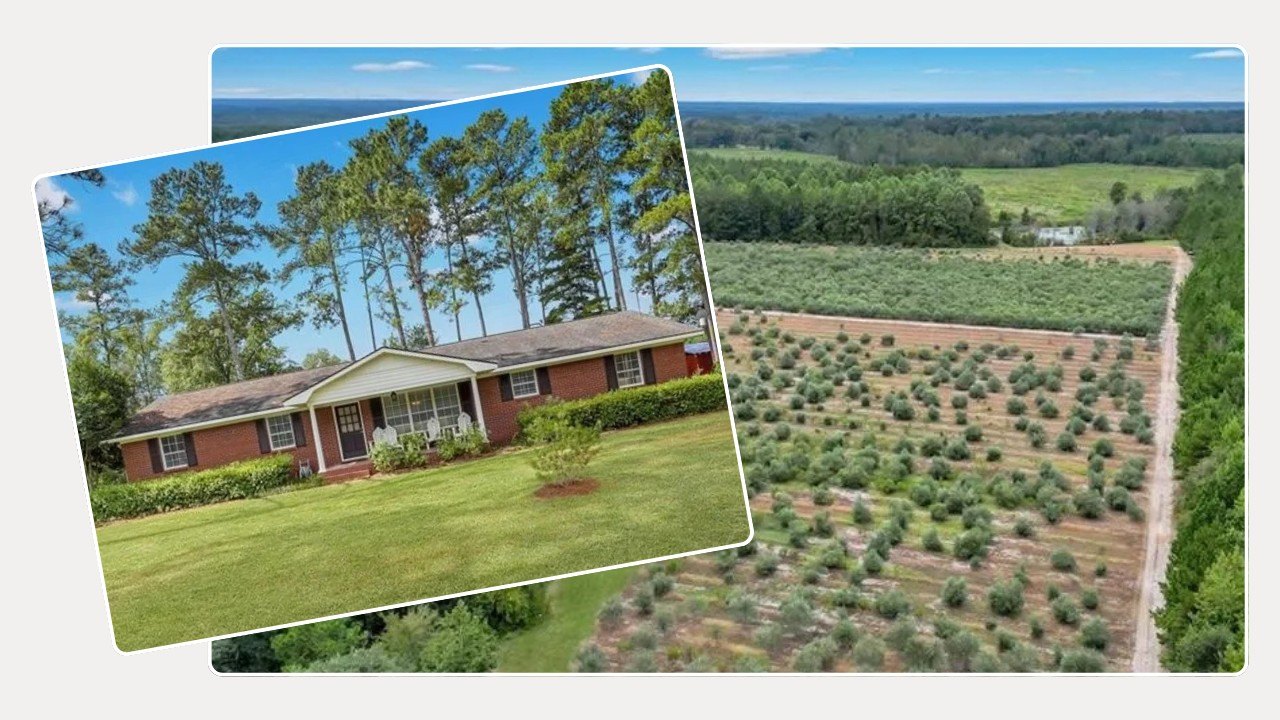 Award-Winning Olive Farm Hits the Market for $6.7 Million—Bringing a ...