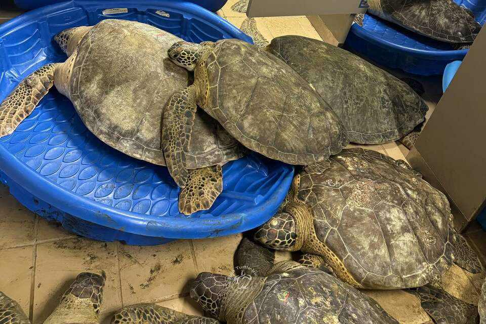 Helpless sea turtles found paralyzed from cold rescued in Texas