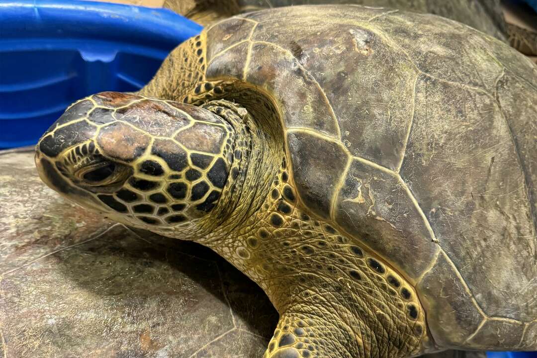 Helpless sea turtles found paralyzed from cold rescued in Texas