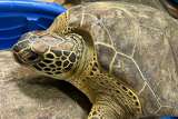 Helpless sea turtles found paralyzed from cold rescued in Texas