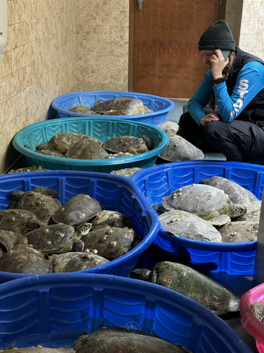 Helpless sea turtles found paralyzed from cold rescued in Texas