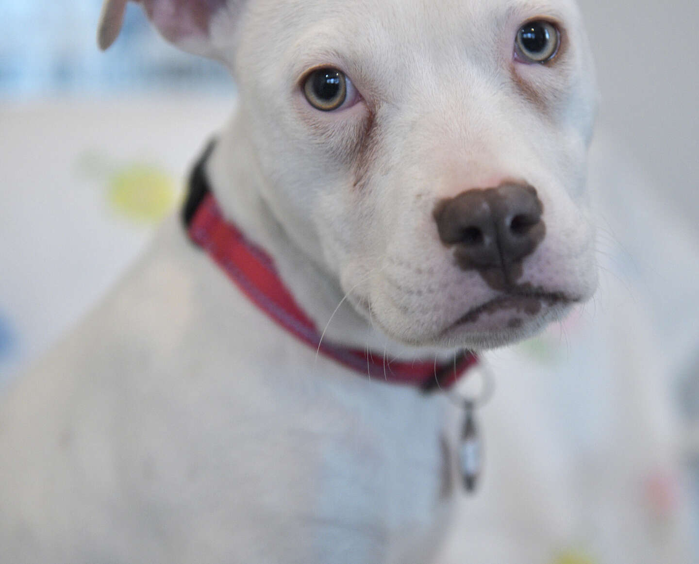 Ridgefield nonprofit that cares for dogs and cats celebrates 25 years