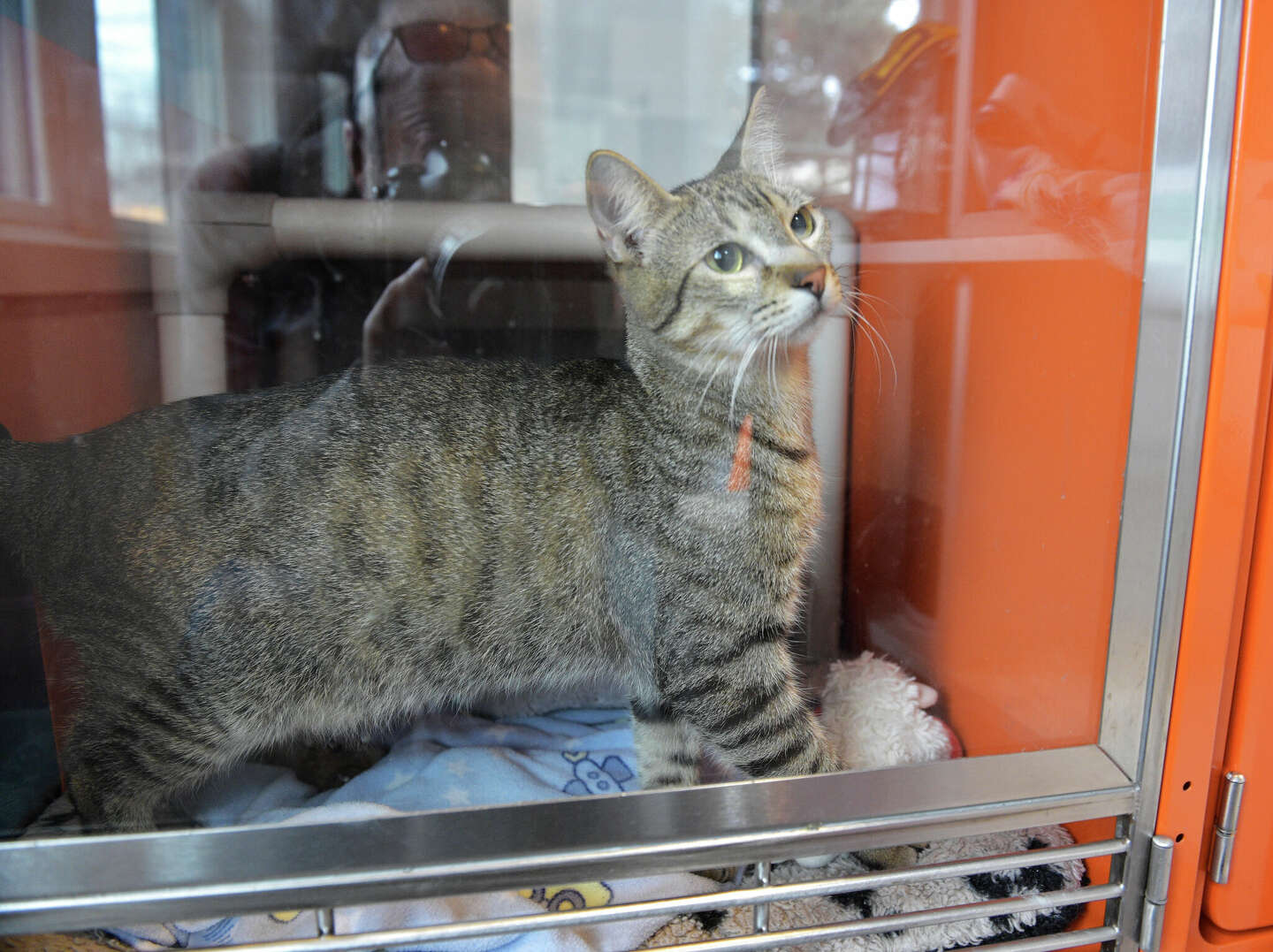 Ridgefield nonprofit that cares for dogs and cats celebrates 25 years