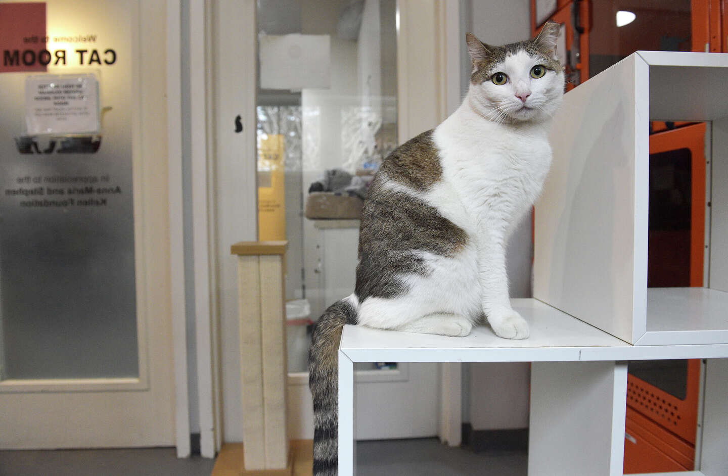 Ridgefield nonprofit that cares for dogs and cats celebrates 25 years