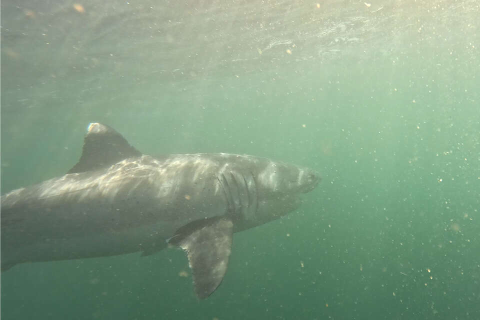 Inside the 'kill zone': A surprise encounter at SF's Farallon Islands