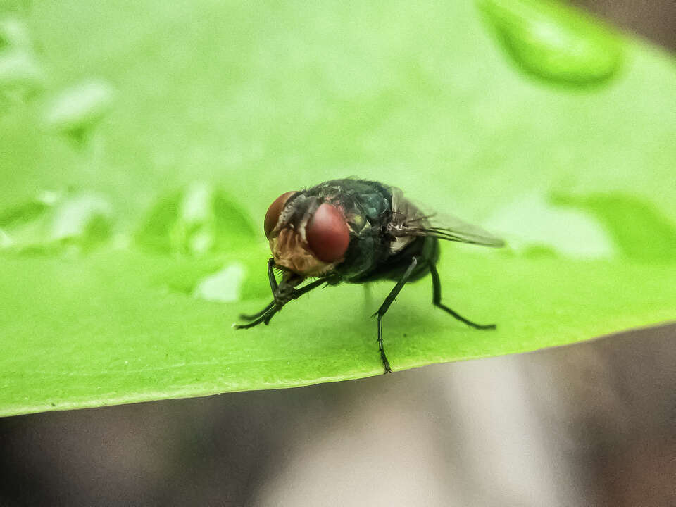 Mexican cattle banned from Texas due to screwworm threat