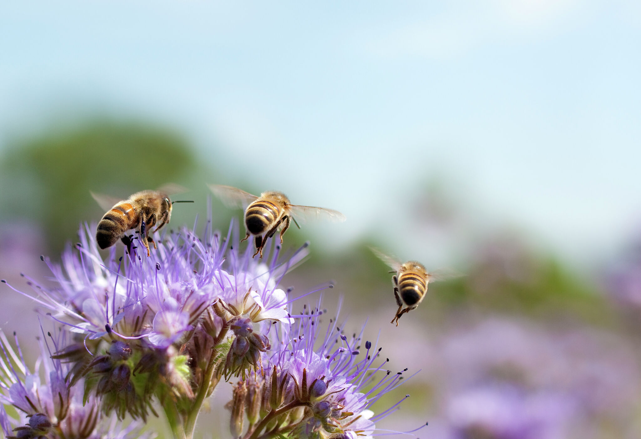Bridgeport joins Bee City USA program to support pollinators