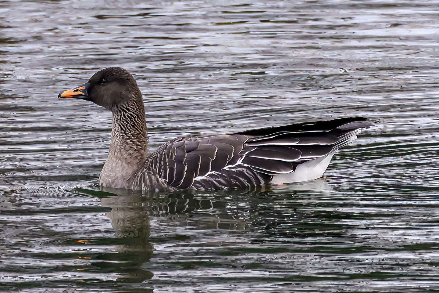 Taiga bean goose indigenous to Europe, Asia seen in Greenwich